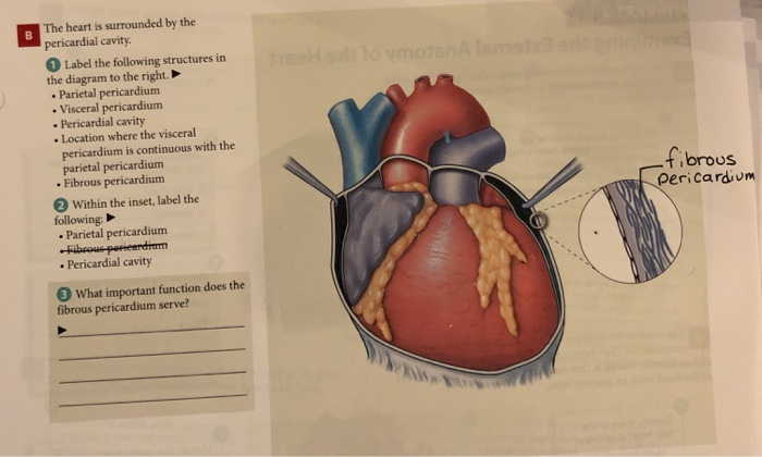 Pericardial Cavity